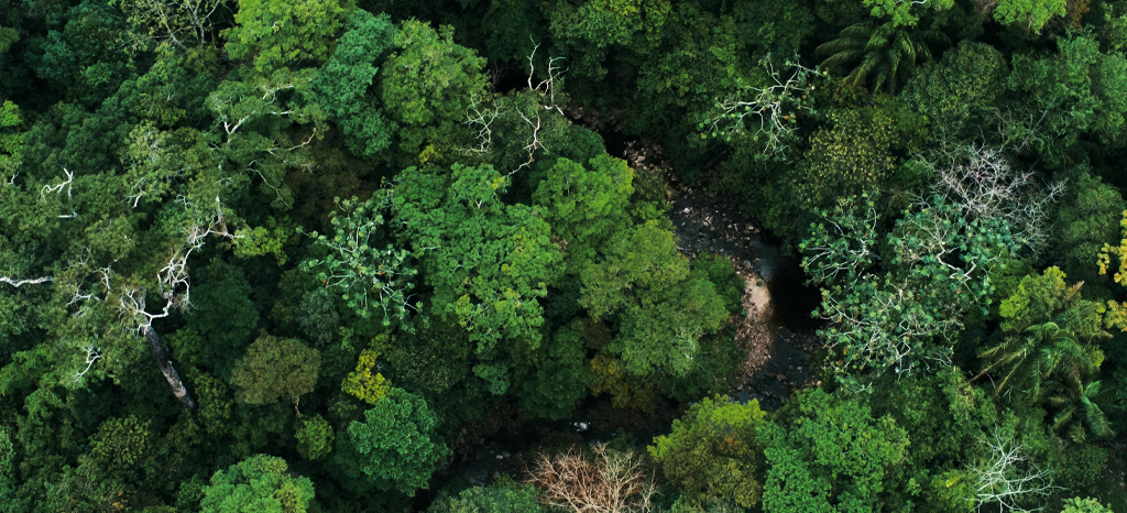 Building back biodiversity