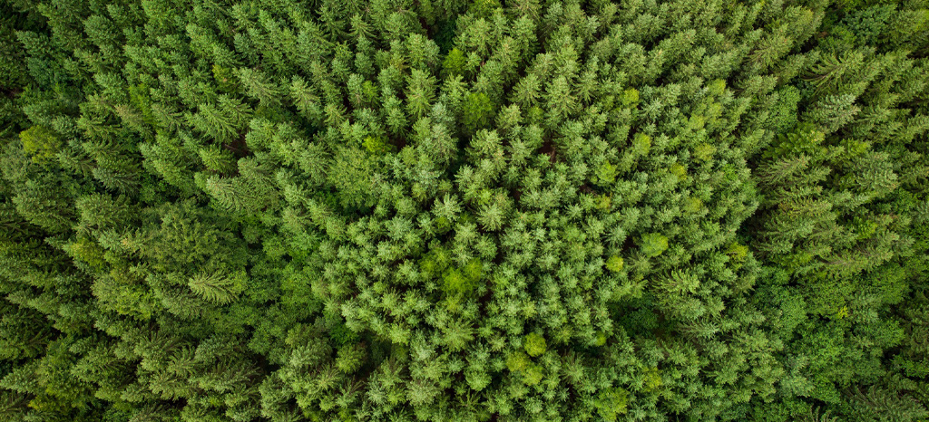 A road to 100 million new trees